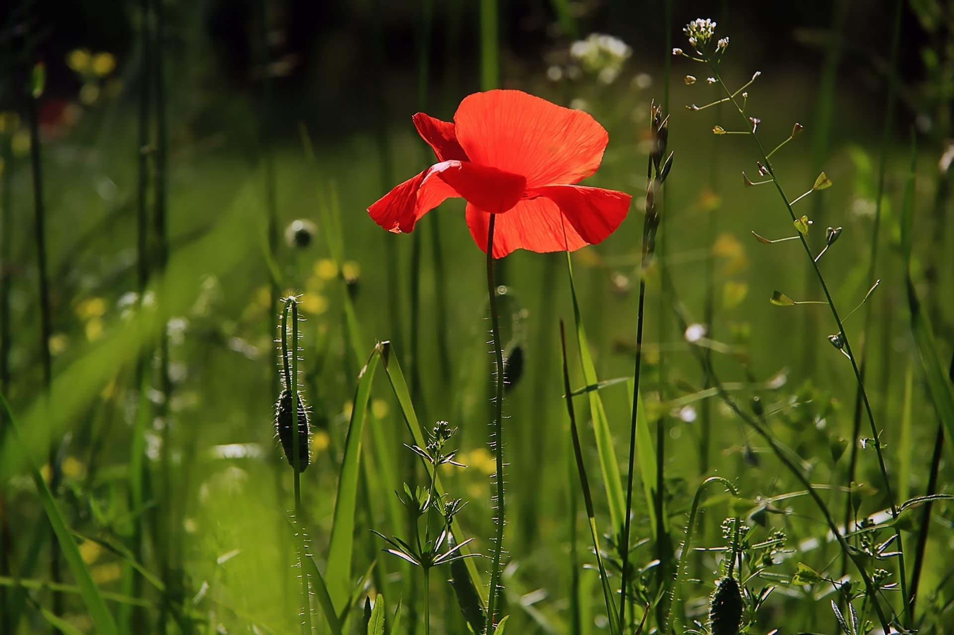 Los Mejores Tutoriales para Dibujar Flores Realistas